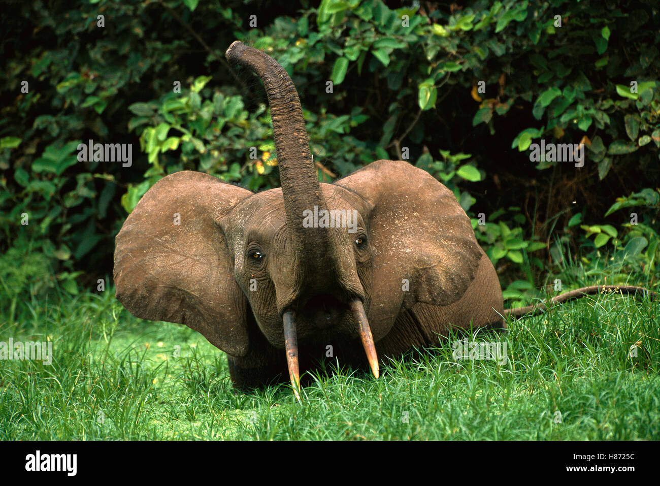 Loango elephant hi-res stock photography and images - Alamy
