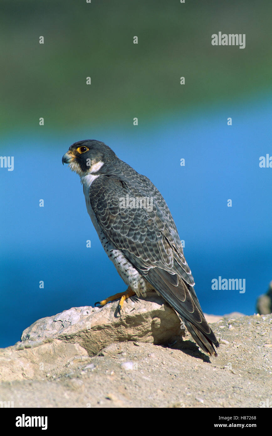 Peregrine Falcon (Falco peregrinus) adult perched on a rock, Laguna Ojo ...