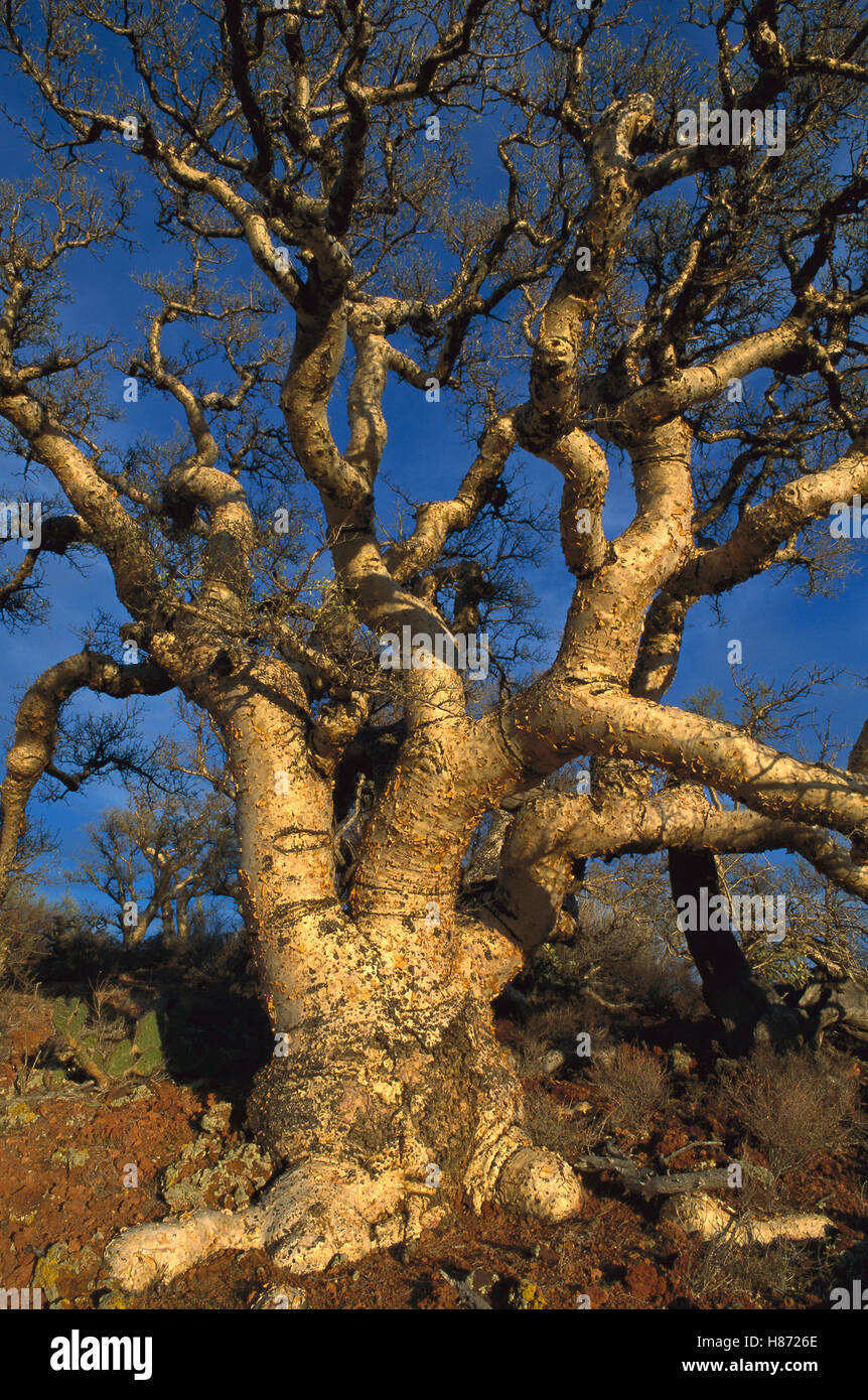 Elephant Tree (Bursera microphylla) on hillside, Las Vírgenes Volcano ...