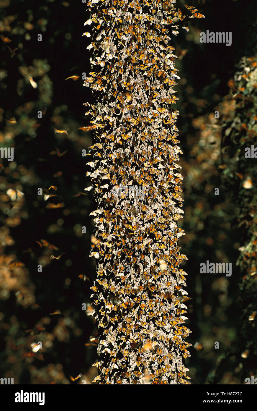 Monarch (Danaus plexippus) butterfly, mass covering a tree trunk in their wintering grounds ...