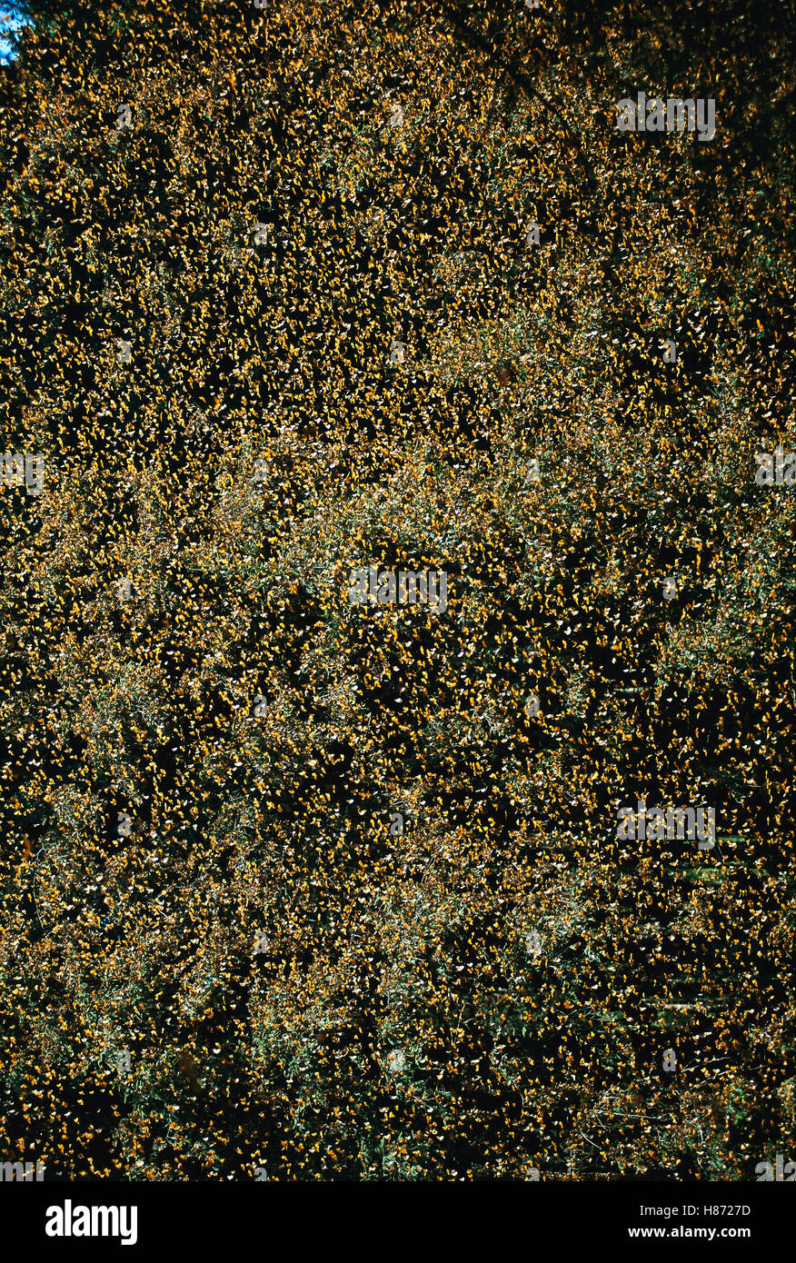 Monarch (Danaus plexippus) butterfly, mass flying in their wintering ...