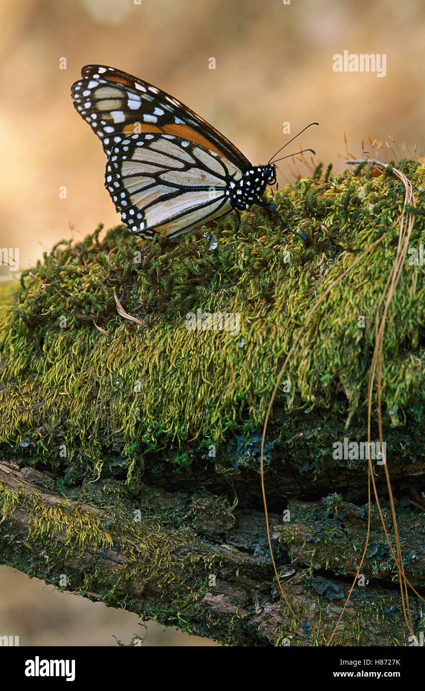 Monarch (Danaus plexippus) butterfly, on moss-covered tree in wintering ...