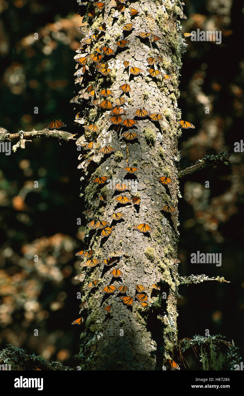 Monarch (Danaus plexippus) butterfly, group on moss-covered tree in ...