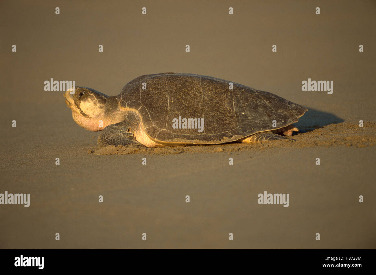 Olive Ridley Sea Turtle (Lepidochelys olivacea) female returning to ...