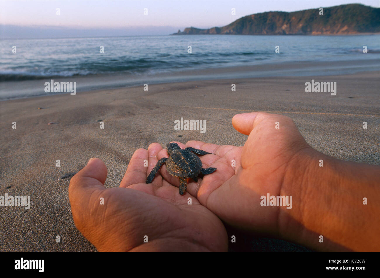 Olive Ridley Sea Turtle (Lepidochelys olivacea) hatchling being ...