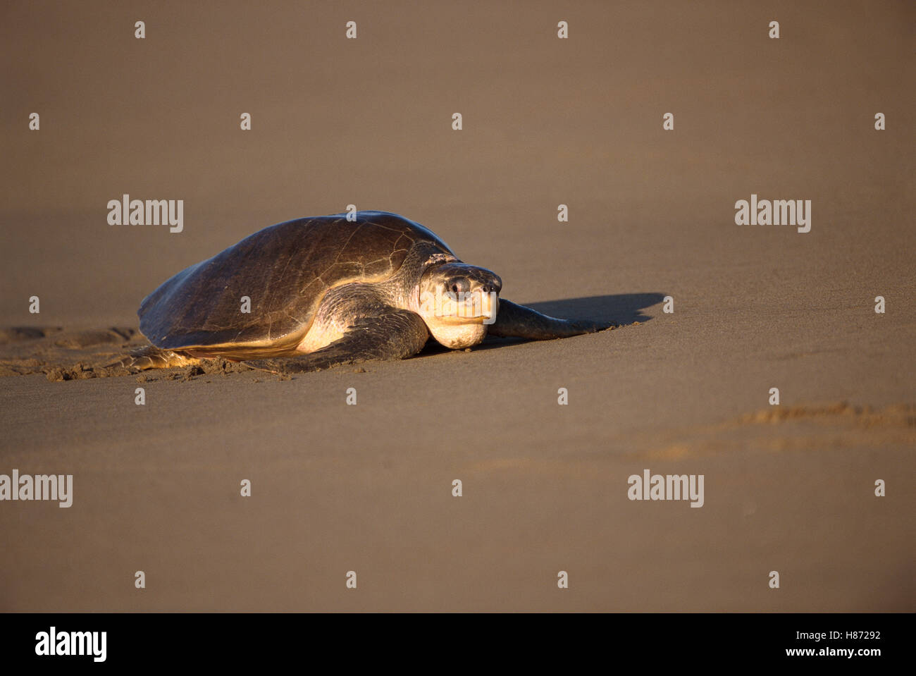 Olive Ridley Sea Turtle (Lepidochelys olivacea) female returning to ...
