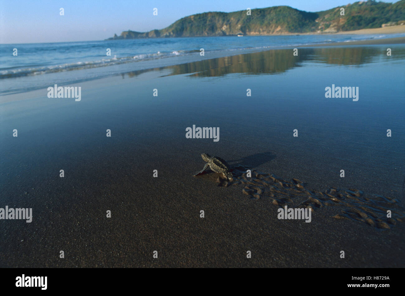 Olive Ridley Sea Turtle (Lepidochelys olivacea) baby crawling across ...