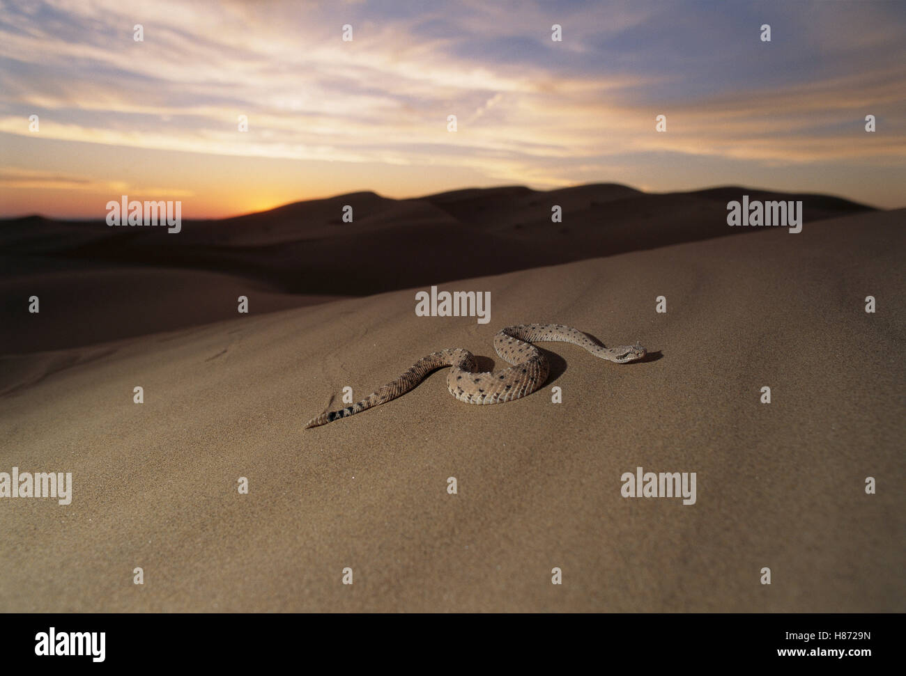 Sidewinder (Crotalus cerastes) rattlesnake moving across sand dunes at ...