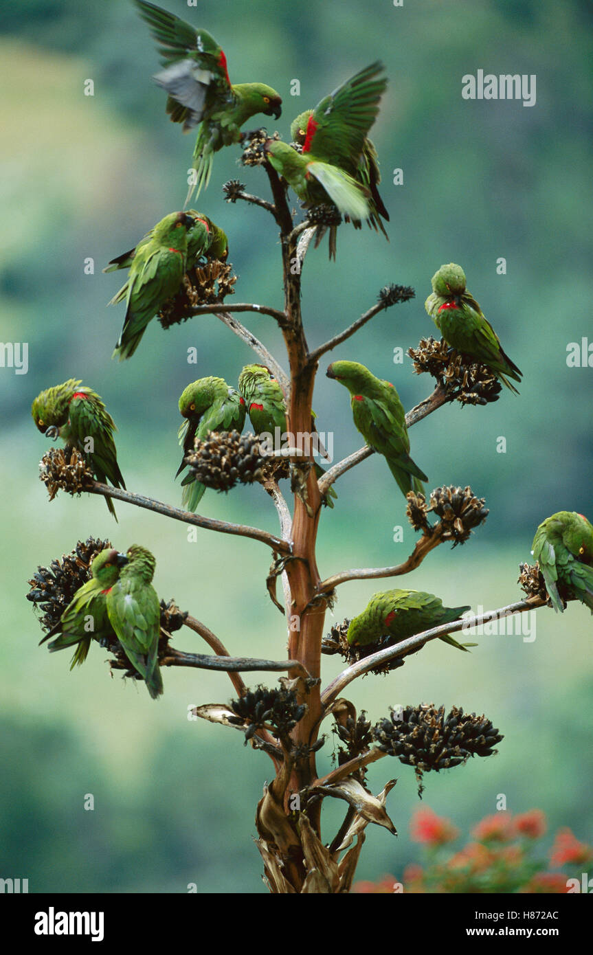 Maroon-fronted Parrot (Rhynchopsitta terrisi) flock roosting, Cumbres ...