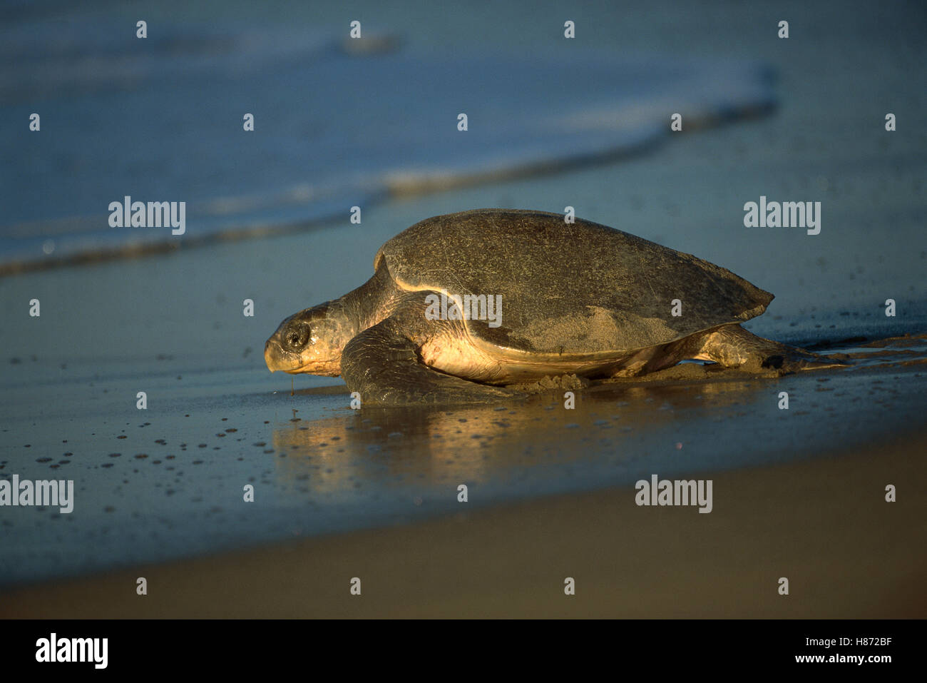 Olive Ridley Sea Turtle (Lepidochelys olivacea) female returning to the ...
