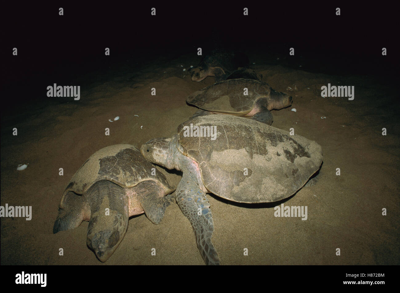 Olive Ridley Sea Turtle (Lepidochelys olivacea) adult females laying ...