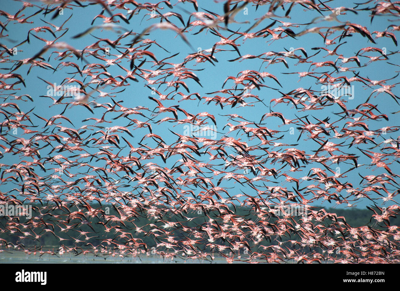 Greater Flamingo (Phoenicopterus ruber) huge flock flying, Ria Celestun Biosphere Reserve ...