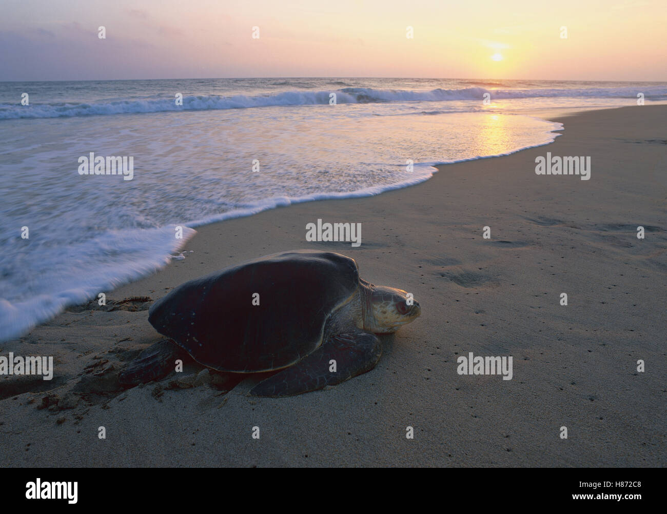 Olive Ridley Sea Turtle (Lepidochelys olivacea) adult coming onto the ...