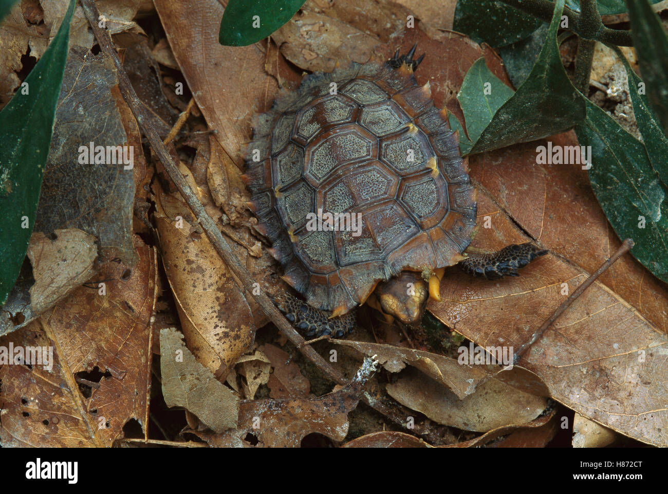 Eroded Hingeback Tortoise (Kinixys erosa) on forest floor, Tai National ...