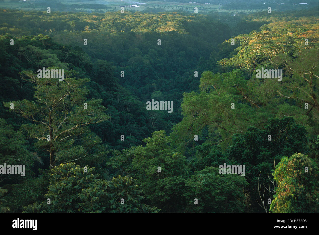 Tropical rainforest, Upolu Island, Samoa, south Pacific Stock Photo - Alamy