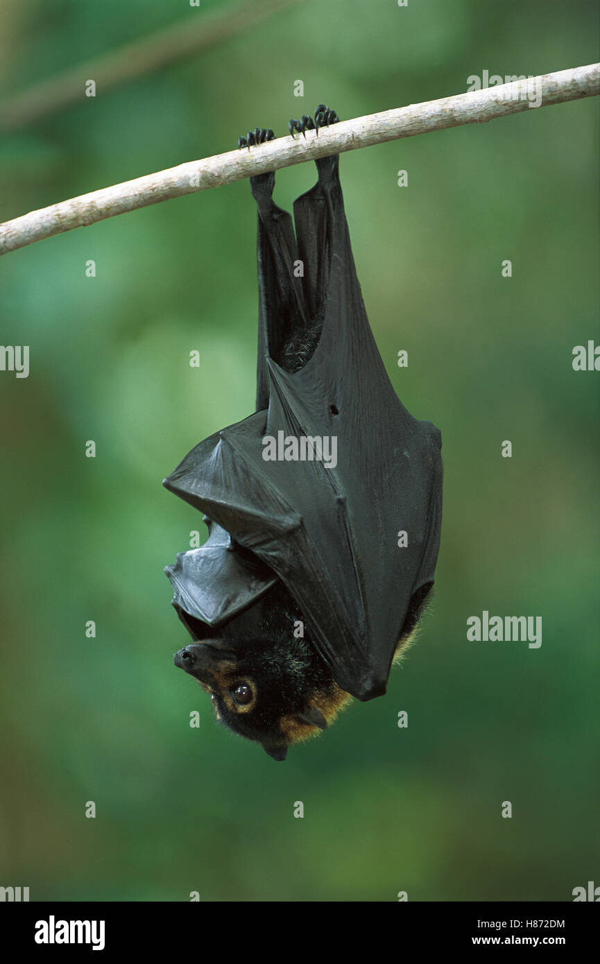 Spectacled Flying Fox (Pteropus conspicillatus) hanging from branch in ...