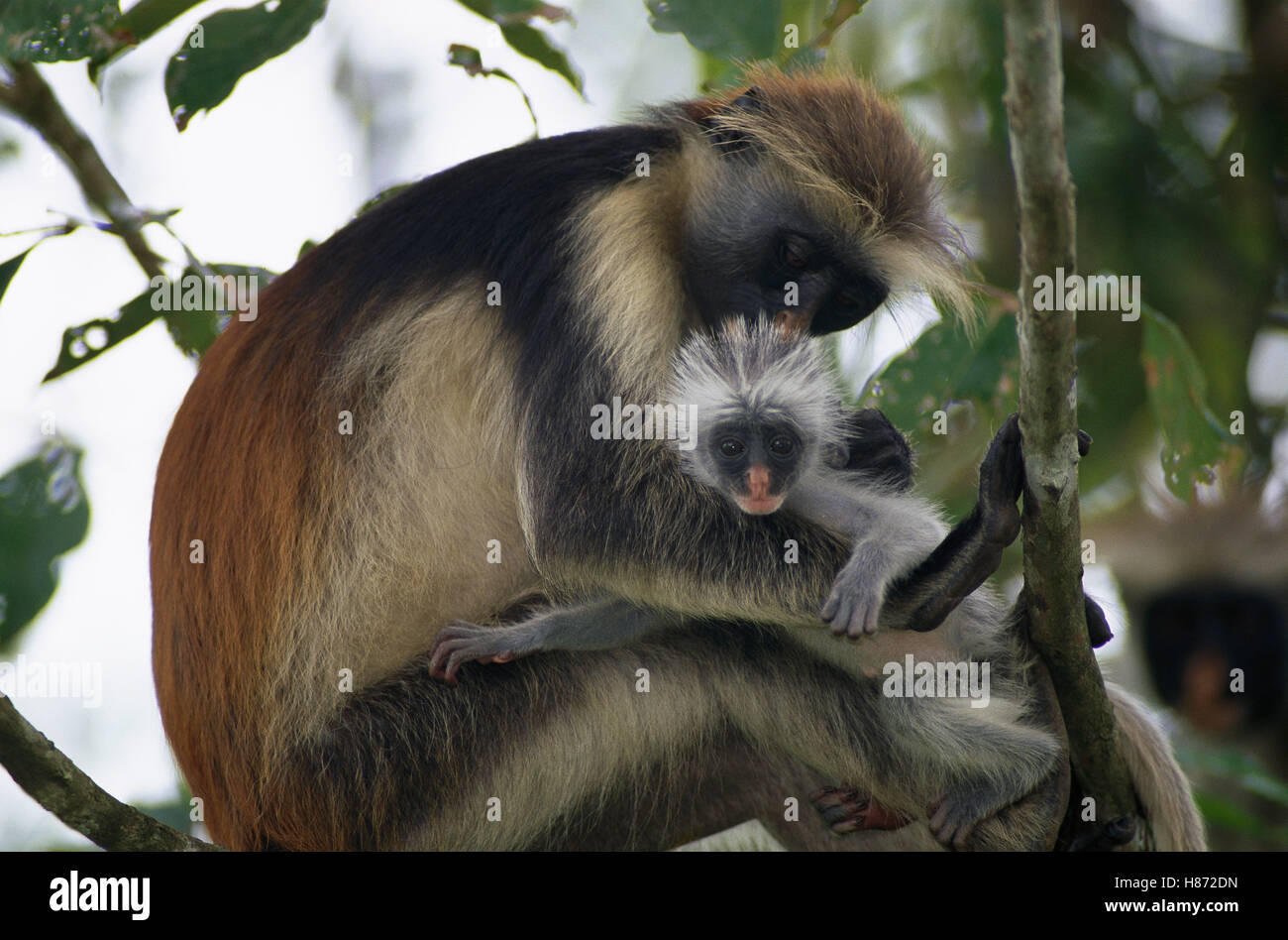 Zanzibar Red Colobus (Procolobus kirkii) with baby, Jozani Forest ...