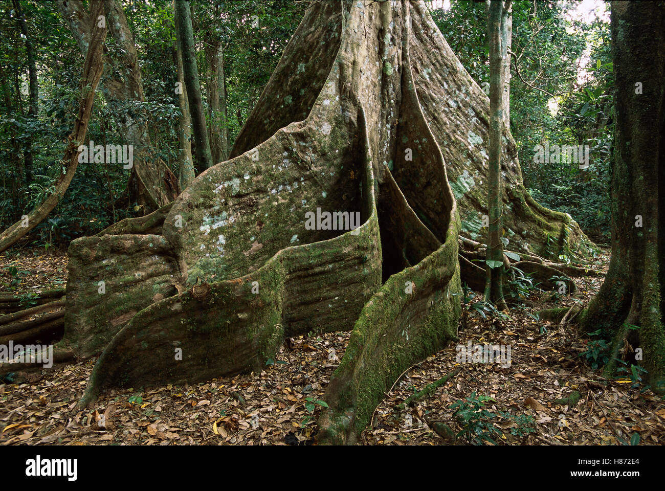 Buttressed roots in forest, Espiritu Santo Island, Vanuatu Archipelago ...