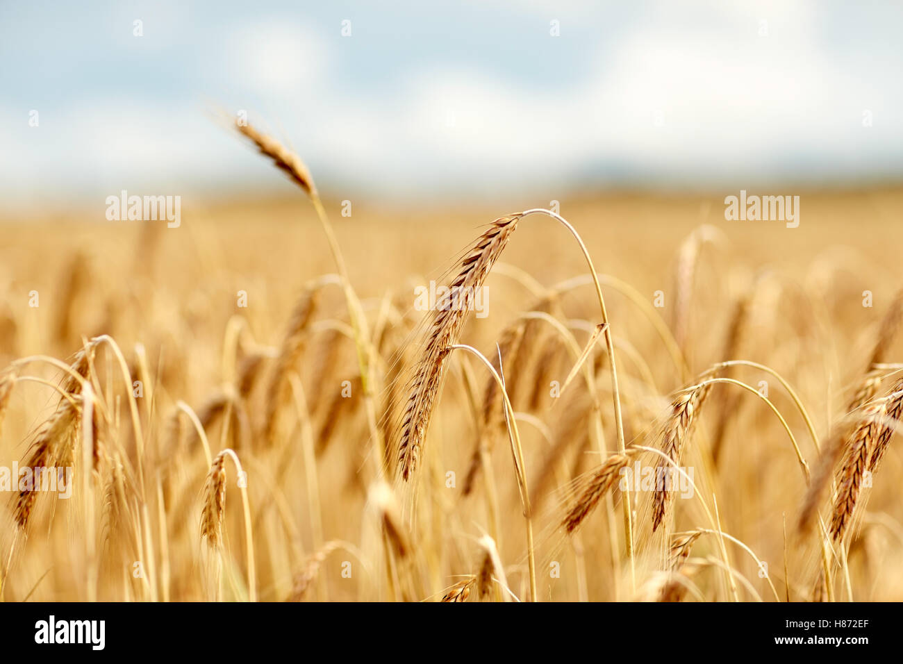 cereal field with spikelets of ripe rye or wheat Stock Photo - Alamy