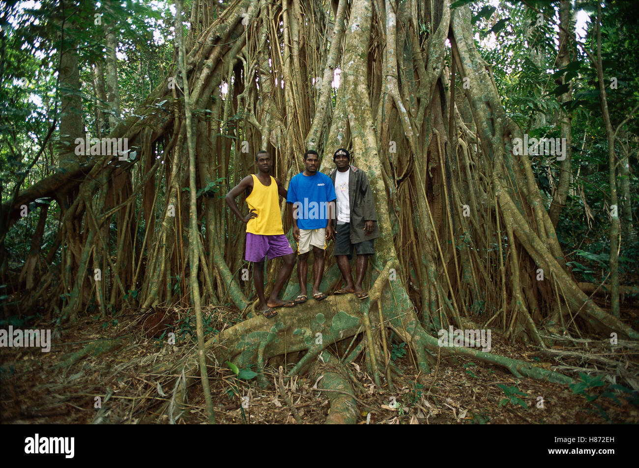 Fig (Ficus sp) tree with giant roots and local guides at Espiritu Santo ...