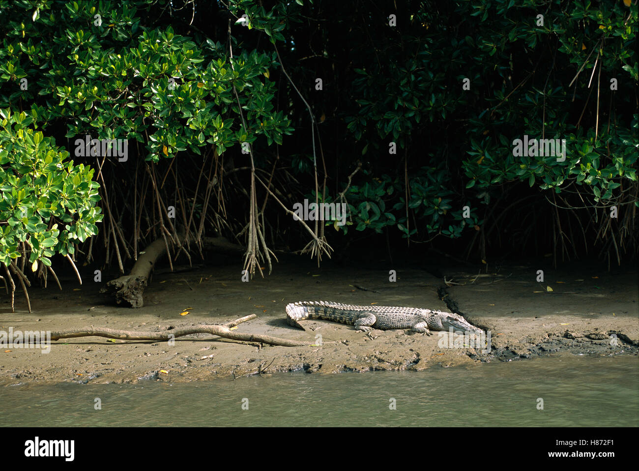 Saltwater Crocodile (Crocodylus porosus) in a mangrove wetland ...