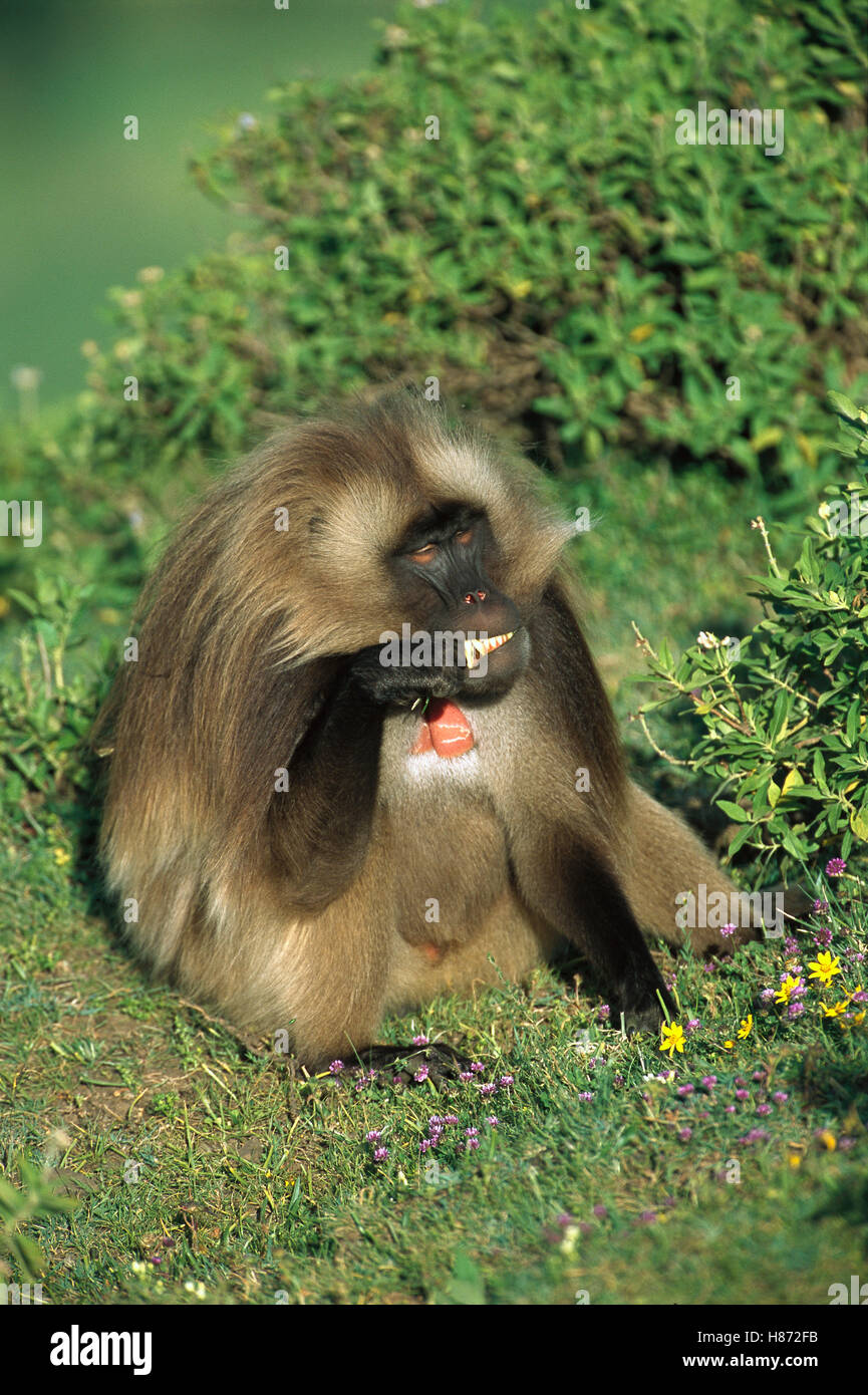 Gelada Baboon (Theropithecus gelada) eating in the sun, western ...