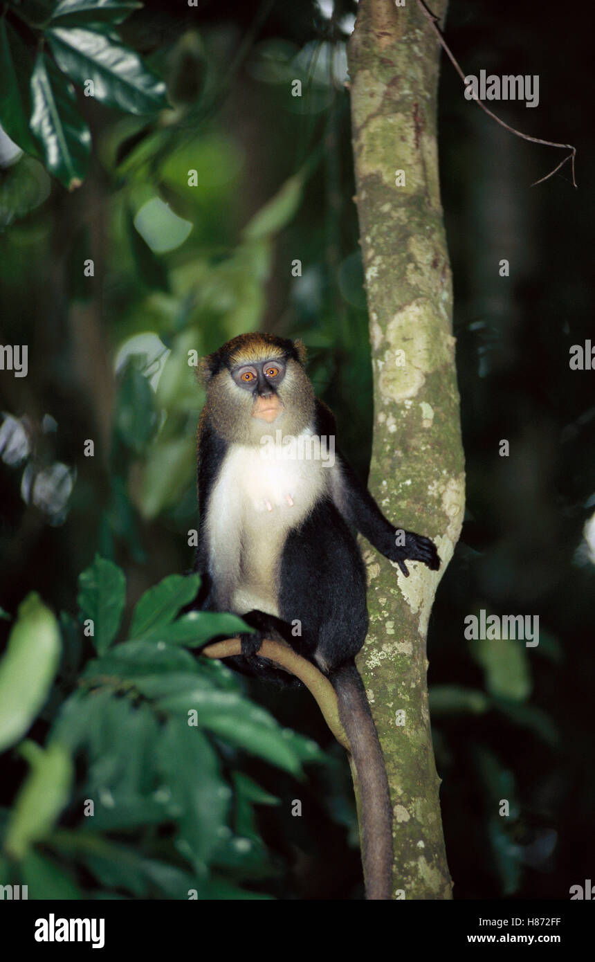 Campbell's Monkey (Cercopithecus campbelli) sitting in a tree, endemic ...