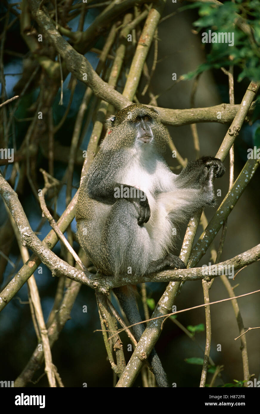 Blue Monkey (Cercopithecus mitis) sitting in tree, subspecies endemic ...