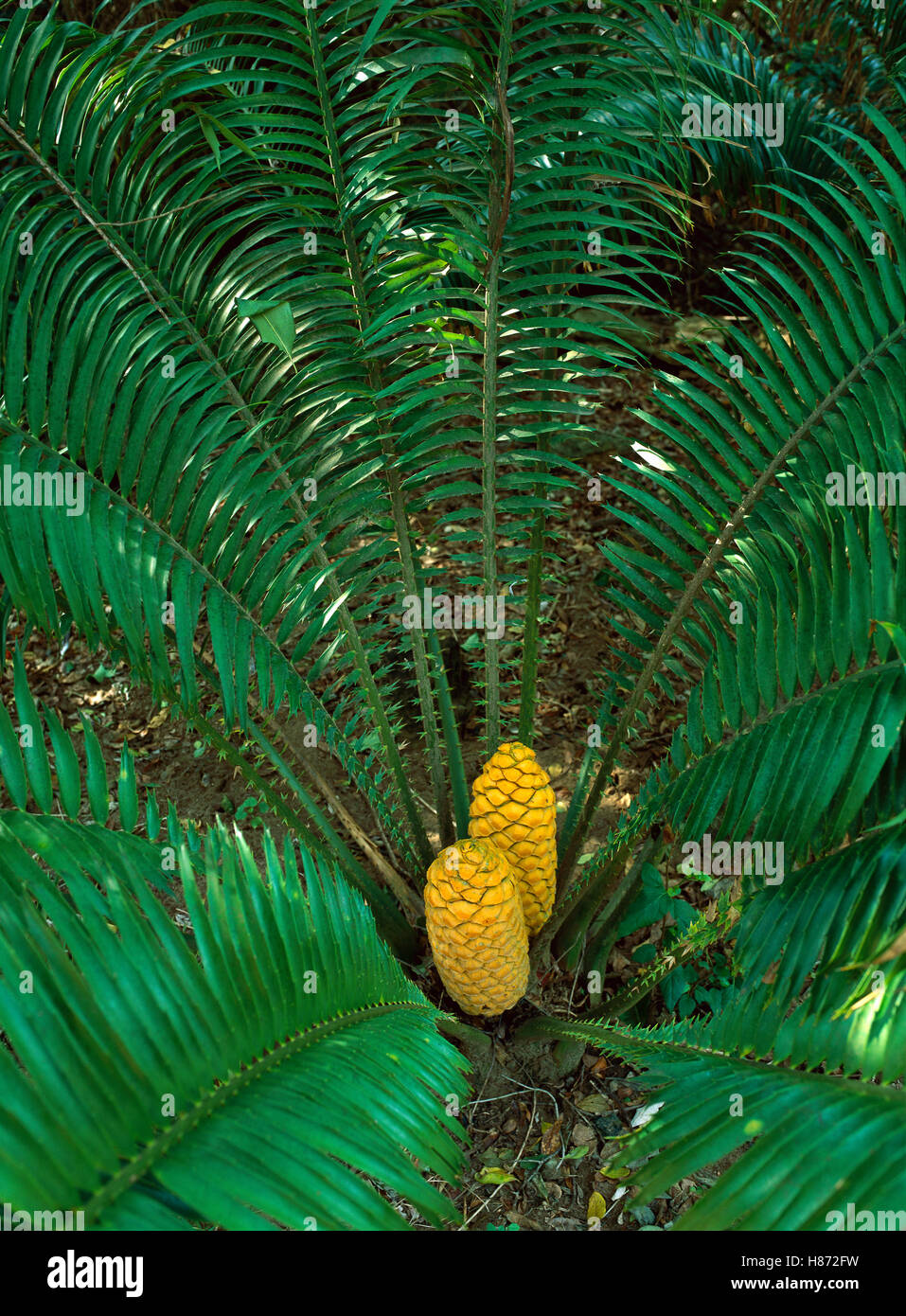 Poor Man's Cycad (Encephalartos villosus) showing male cones, Greater ...