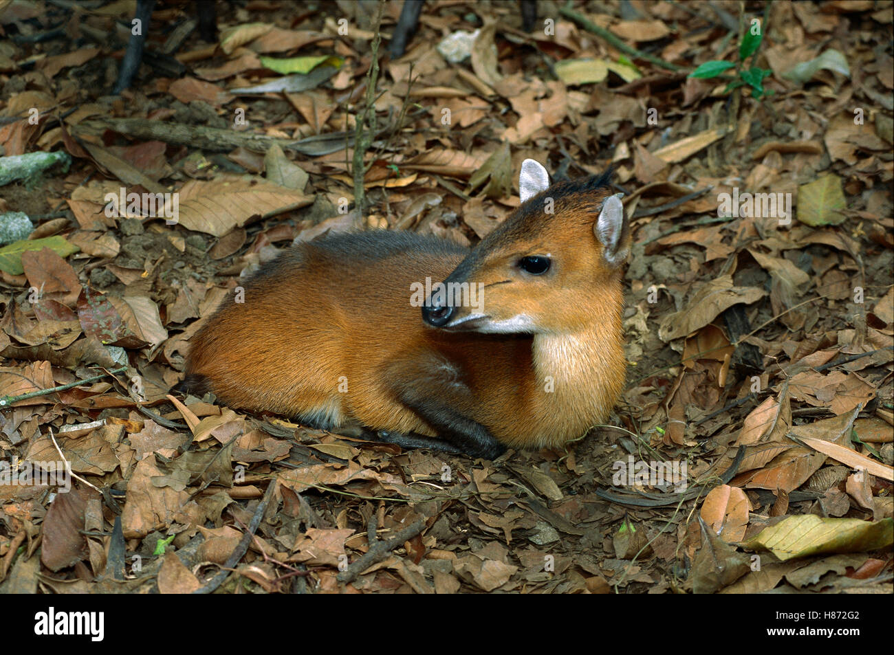 Yellow-backed Duiker (Cephalophus silvicultor) resting on forest floor ...