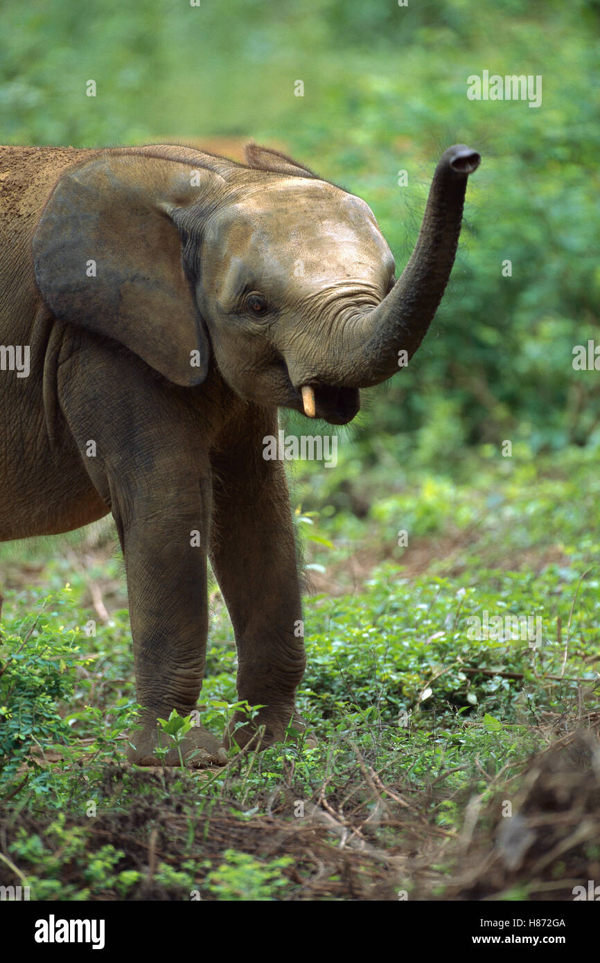 African Pygmy Elephant (Loxodonta pumilio) trumpeting, Ivory Coast ...