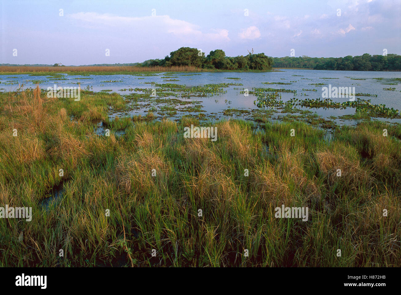 A wetland in Pantanal, Brazil Stock Photo - Alamy