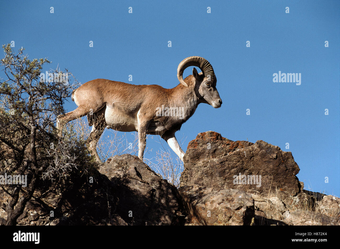 Afghan Urial (Ovis orientalis cycloceros) climbing amongst the rocks of ...