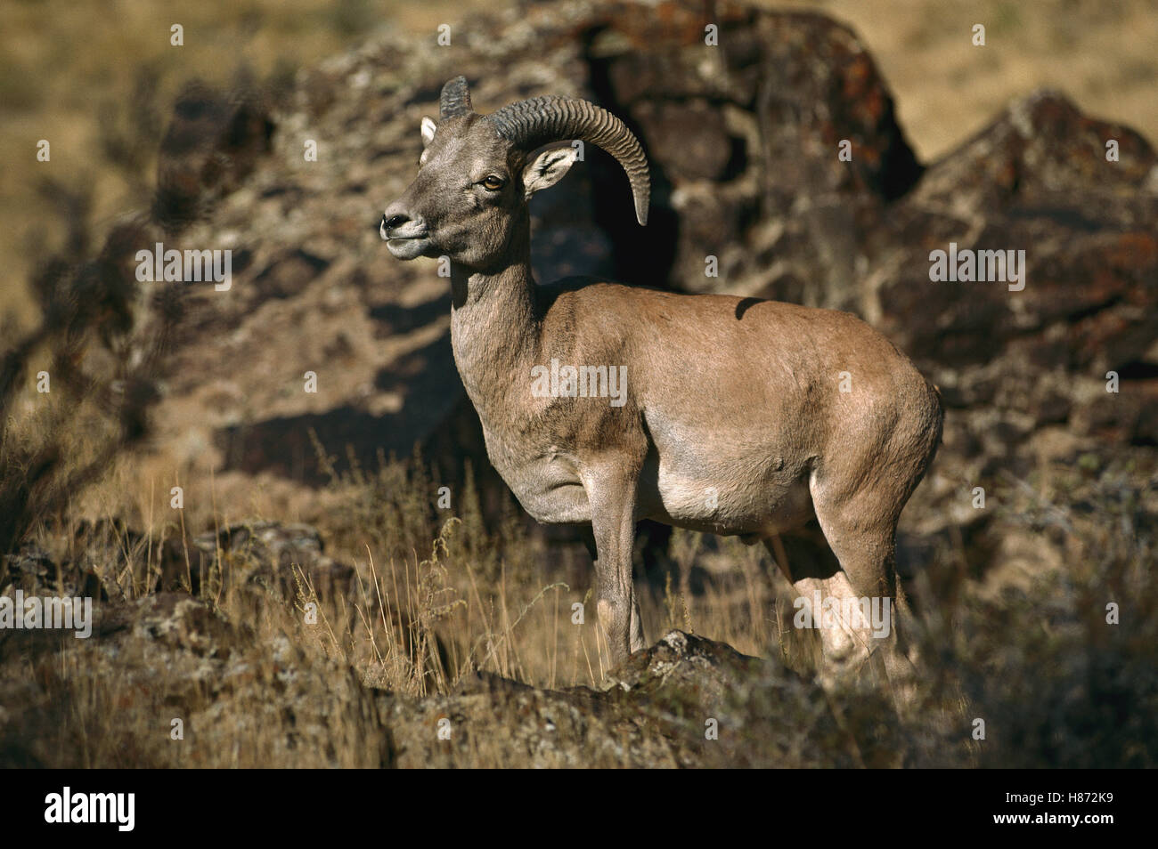 Afghan Urial (Ovis orientalis cycloceros) portrait, Nuratav Range ...