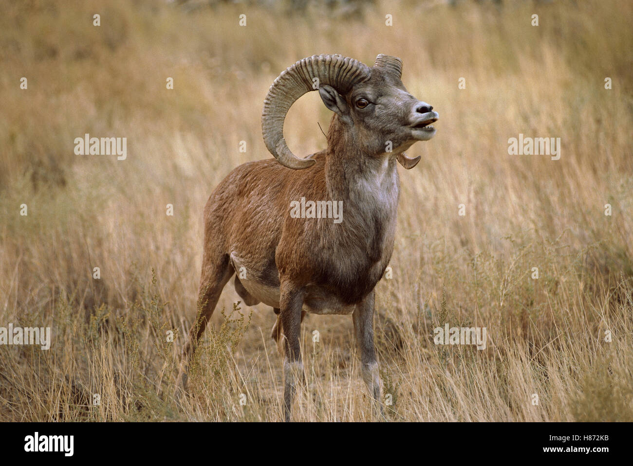 Afghan Urial (Ovis orientalis cycloceros) ram calling, Nuratav Range ...