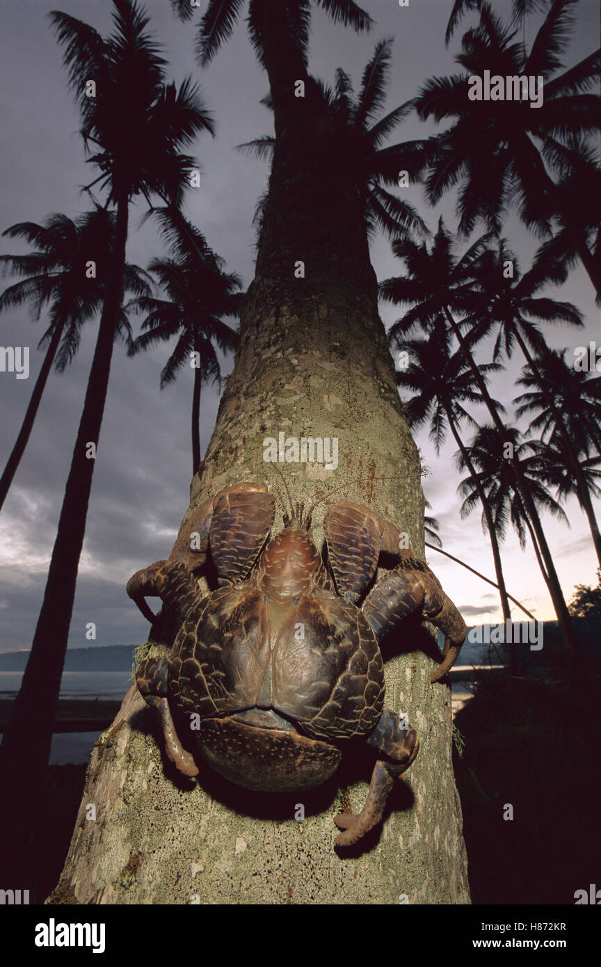 Coconut Crab (Birgus latro) the world's largest land invertebrate ...