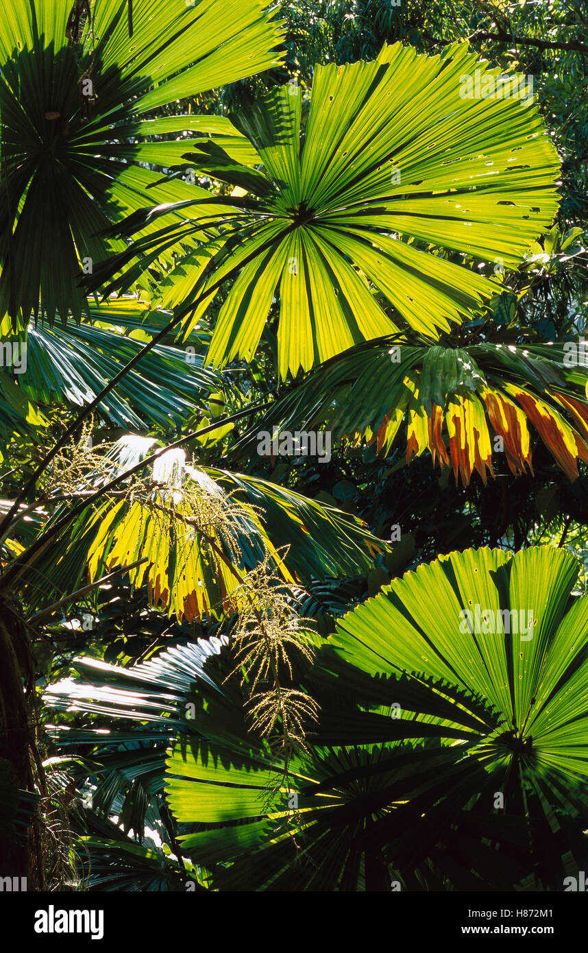 Australian Fan Palm (Livistona australis) in rainforest interior ...