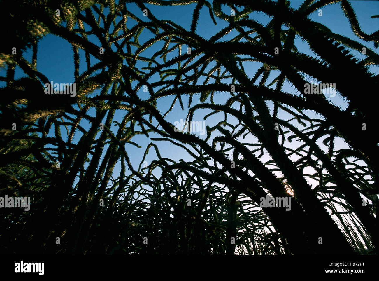 Octopus Tree (Didierea madagascariensis) forest at dusk, Spiny Desert ...