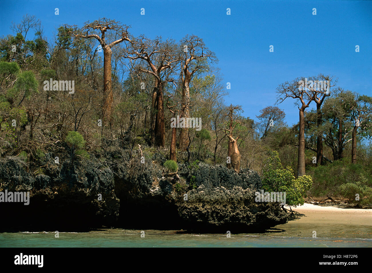 Coastal forest of Baobabs with limestone cliffs in Anjajavy ...