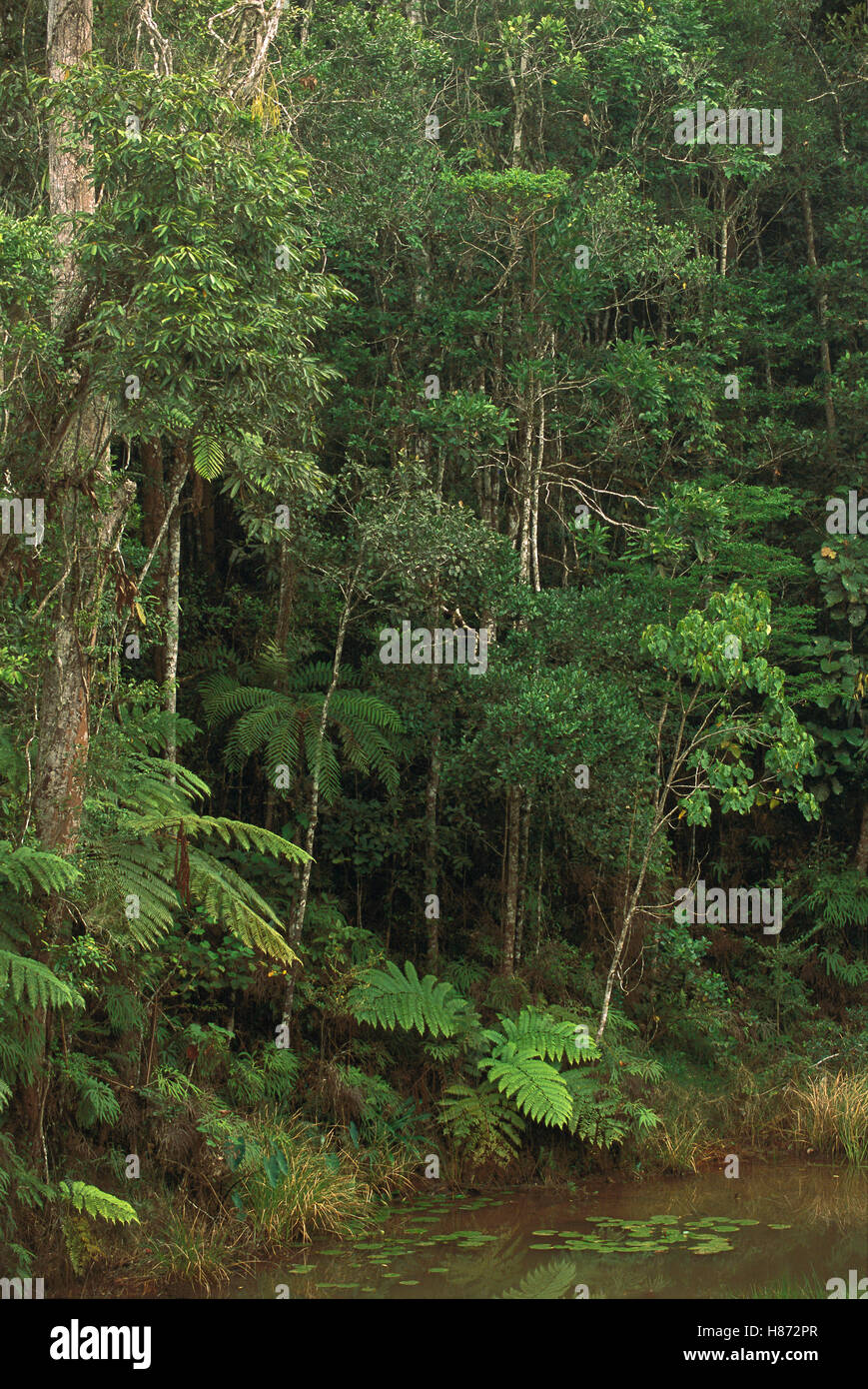 Eastern rainforest region Perinet Reserve, Andasibe, Madagascar Stock ...