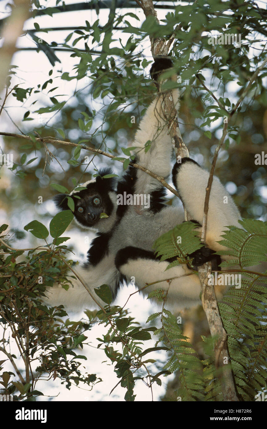 Indri (Indri indri) in tree, eastern Madagascar Stock Photo - Alamy