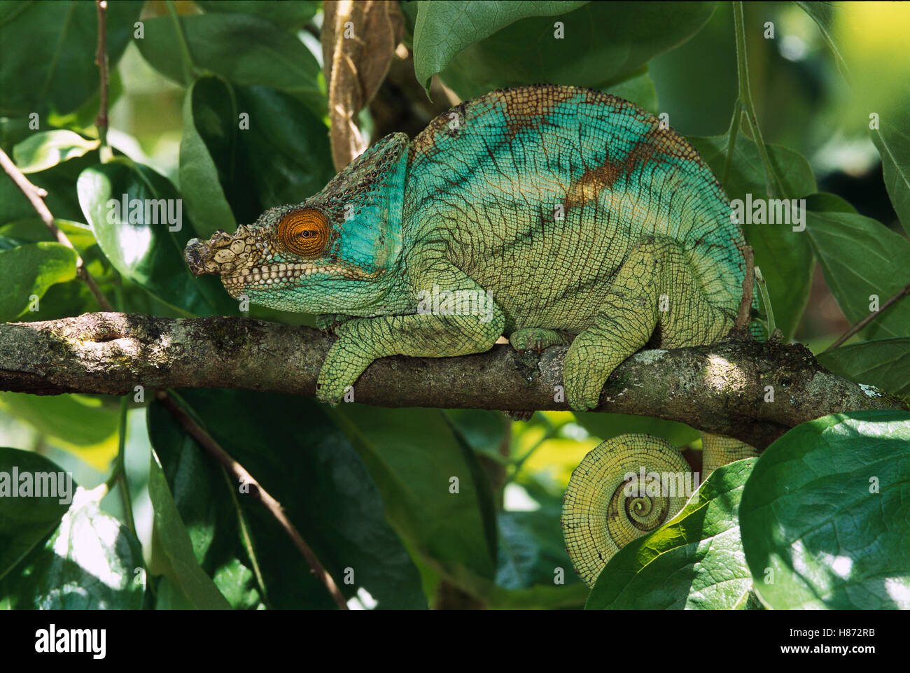 Parson's Chameleon (Calumma parsonii) portrait, Madagascar Stock Photo ...