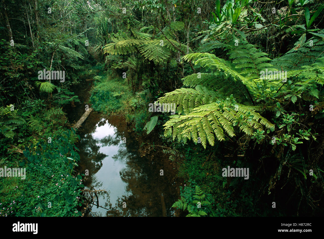 Eastern rainforest region Perinet Reserve, Andasibe, Madagascar Stock ...