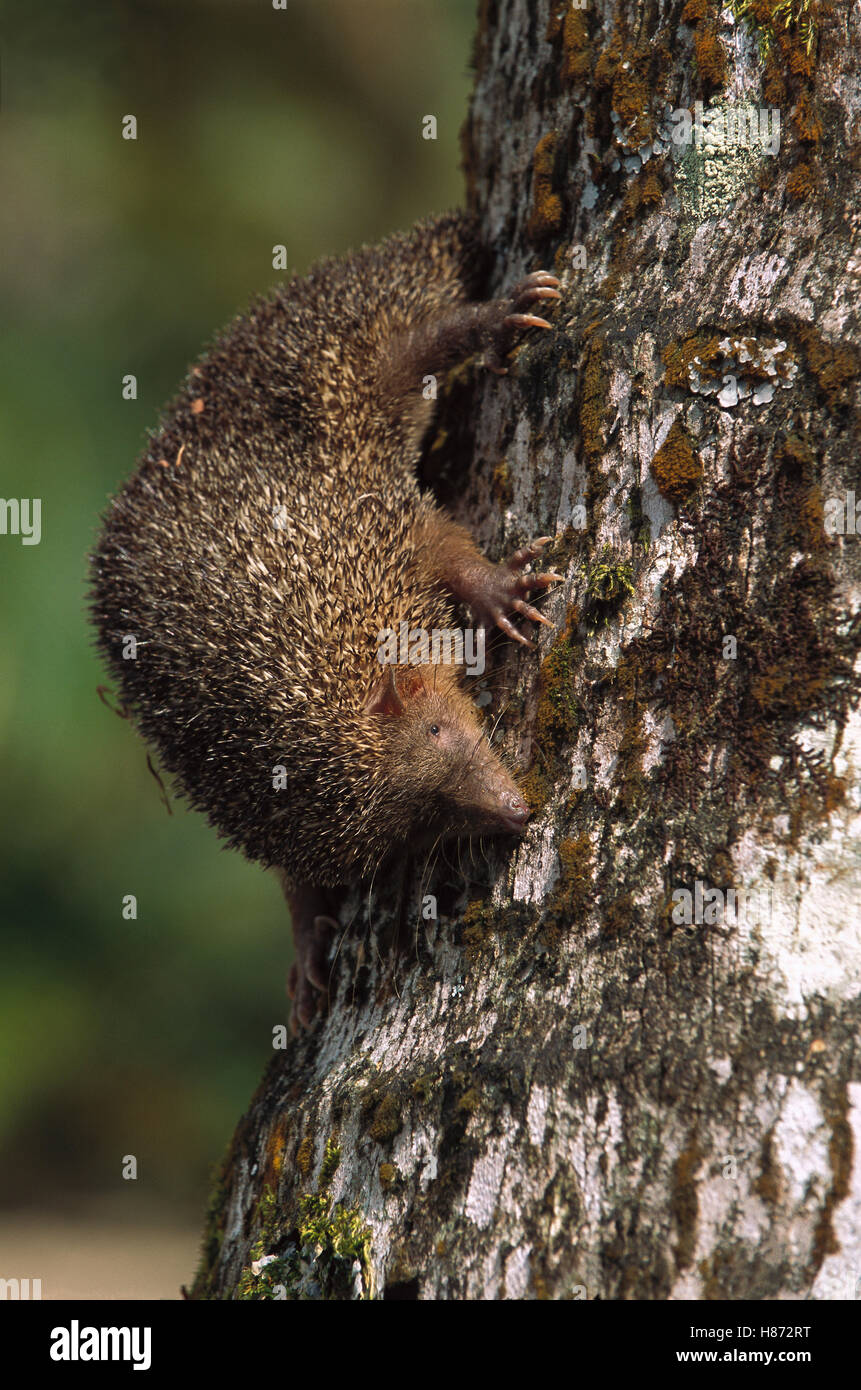 Greater Hedgehog Tenrec (Setifer setosus) clinging to tree trunk ...