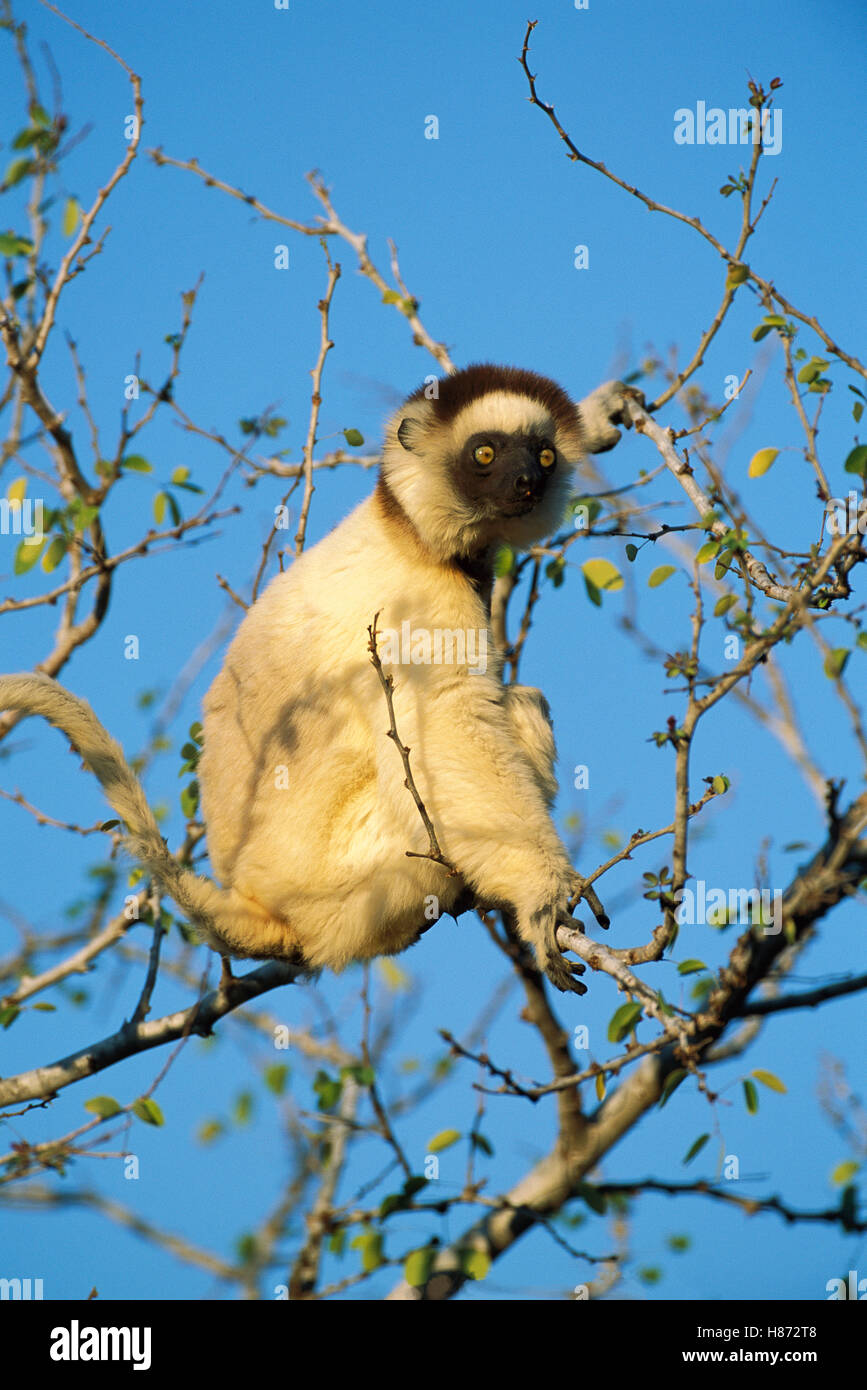 Verreaux's Sifaka (Propithecus verreauxi) portrait, Berenty Private ...