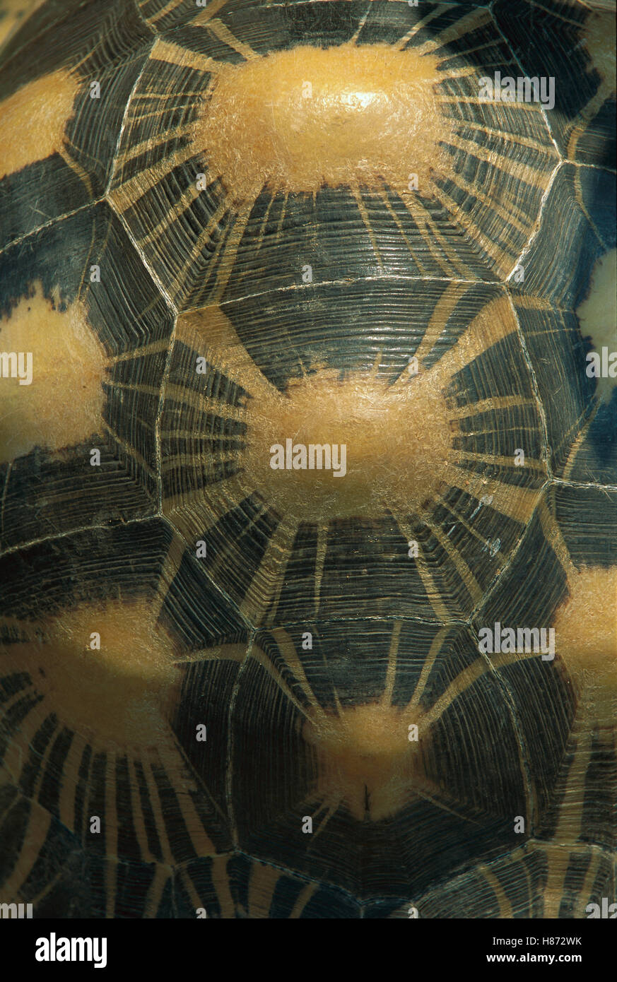 Radiated Tortoise (Geochelone radiata) close-up of shell, Madagascar ...