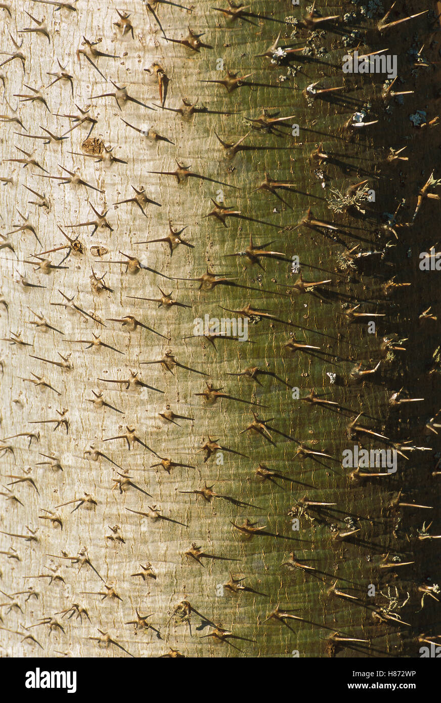 Spiny desert tree trunk, south Madagascar Stock Photo - Alamy