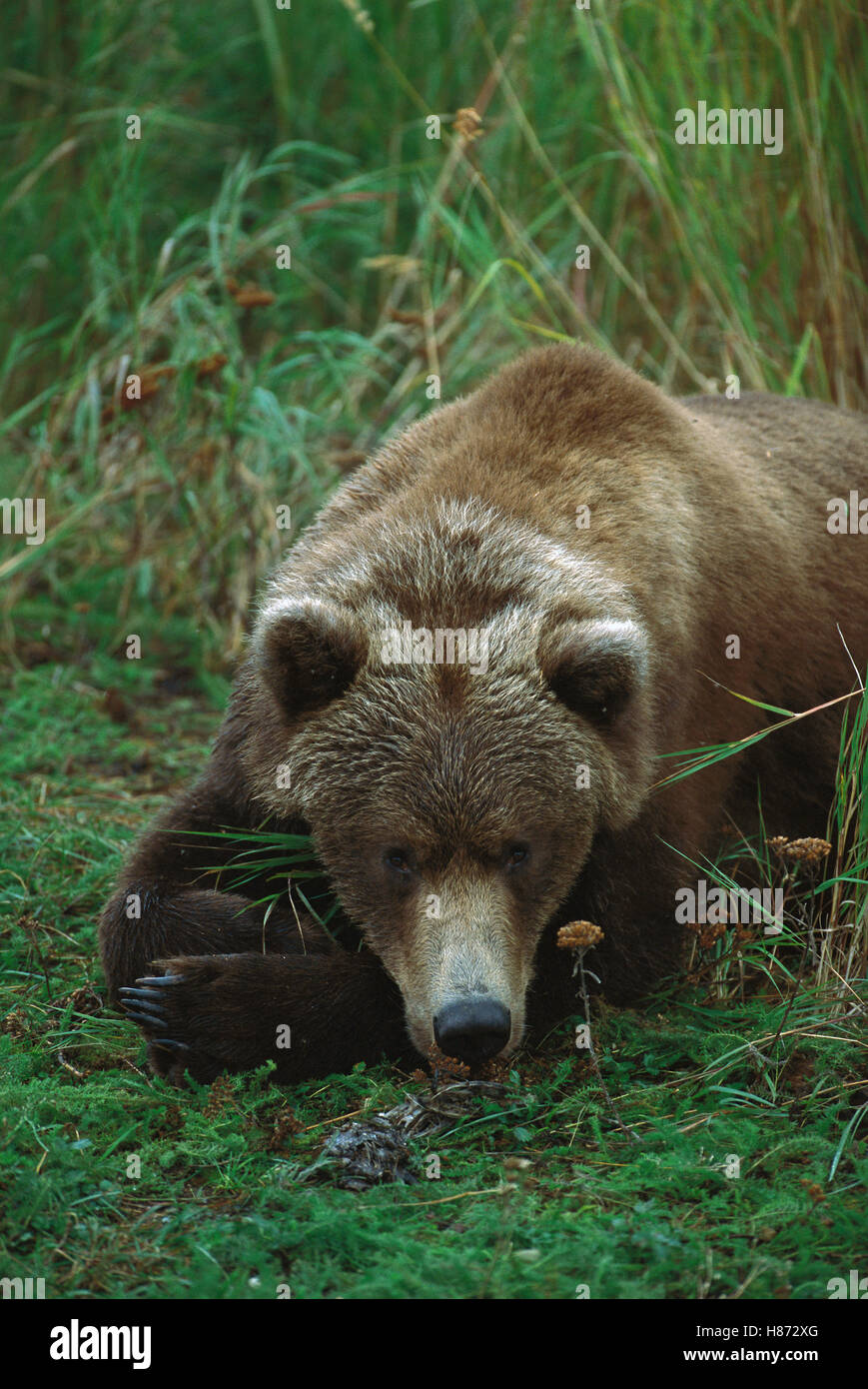 Grizzly Bear (Ursus arctos horribilis) resting in grasses, Alaska Stock Photo - Alamy