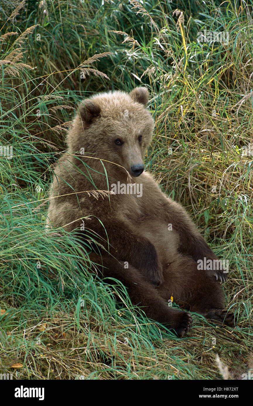 Grizzly Bear (Ursus arctos horribilis) yearling sitting in grass ...