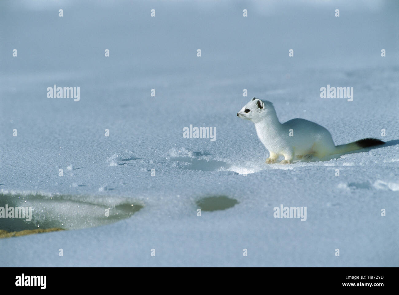 Long-tailed Weasel (Mustela frenata) camouflaged in white winter coat ...